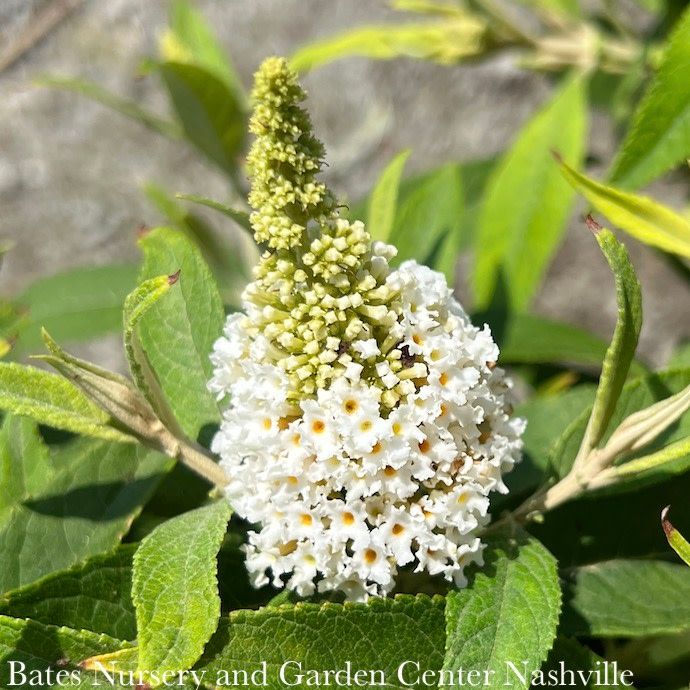 #3 Buddleia dav Dapper 'White'/ Butterfly Bush