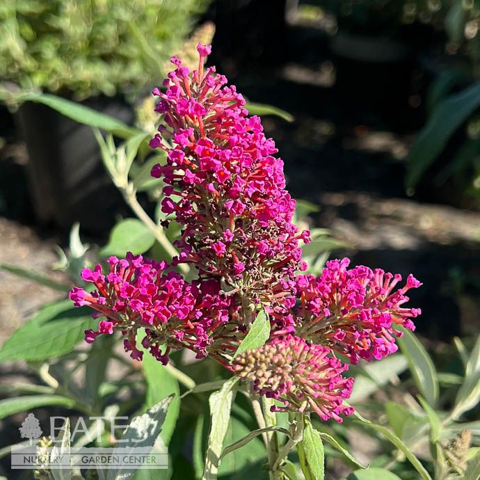 #3 Buddleia dav Dapper 'Pink'/ Butterfly Bush