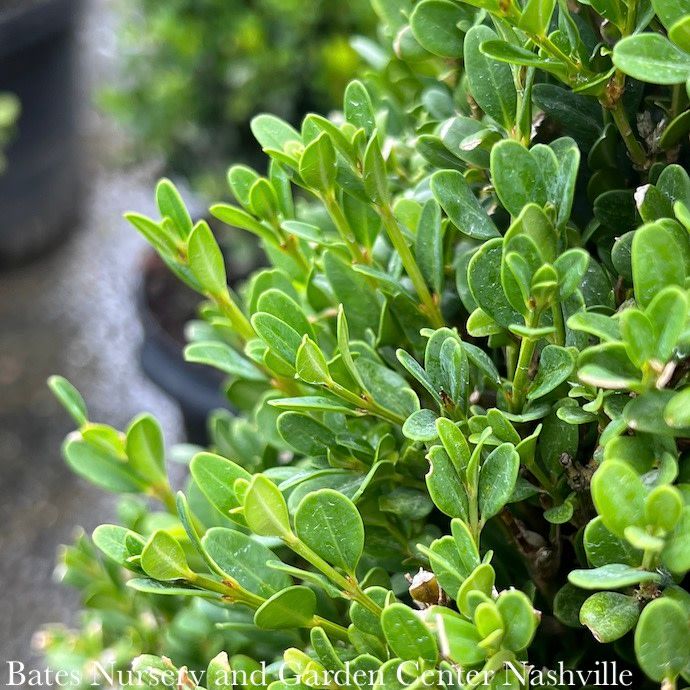 4-5' Buxus micro John Baldwin/ Boxwood
