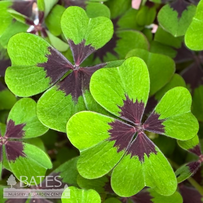 6p! Oxalis Shamrock Iron Cross /Tropical