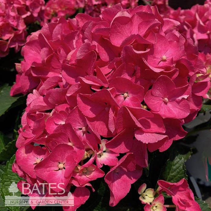 #7 Hydrangea mac PW Cityline 'Paris'/ Bigleaf/ Mophead Red to Pink