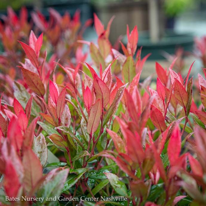#3 Leucothoe fontanesiana Leafscapes 'Little Flames'/ Compact Native (TN)