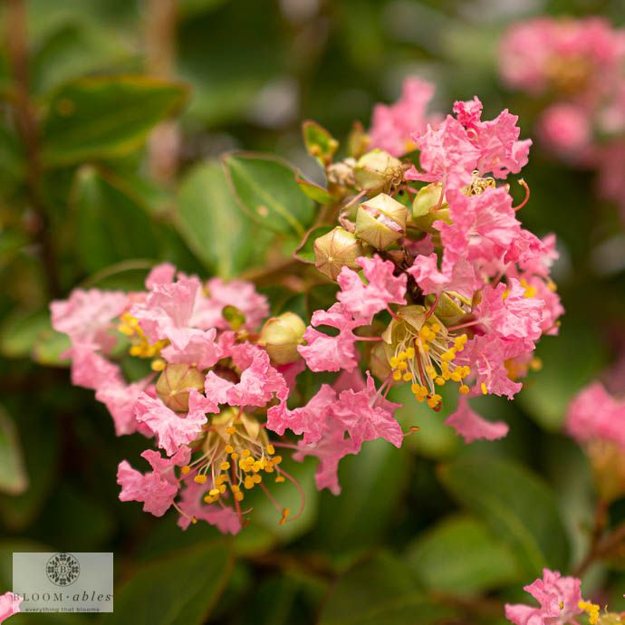 #3 Lagerstroemia ind Bellini 'Guava'/ Light Pink Dwarf Crape Myrtle