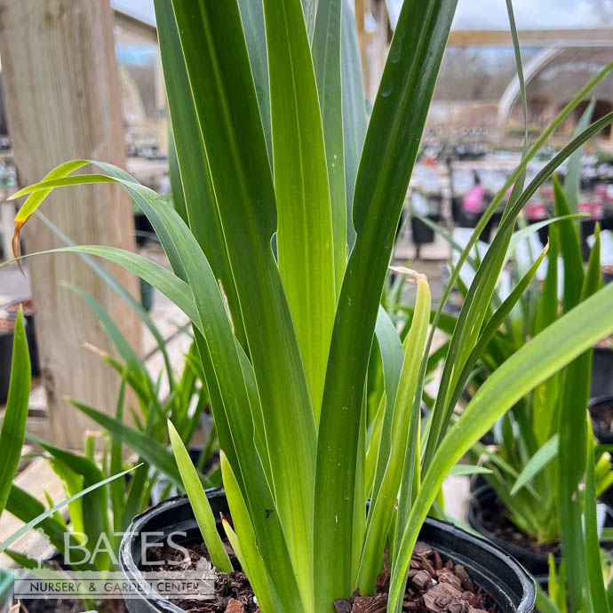 #1 Iris hexagona/ Dixie (Louisiana) Iris Native (R)