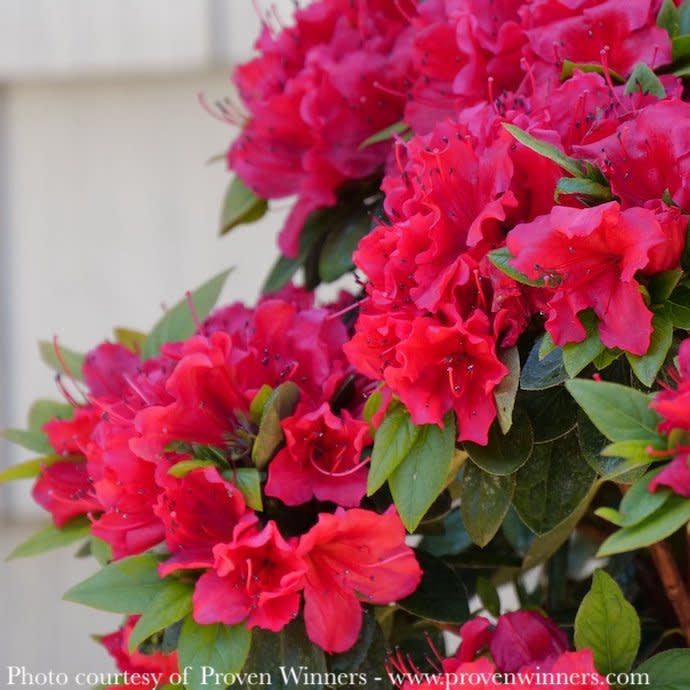 #7 Azalea x PW Perfecto Mundo 'Red'/ Repeat