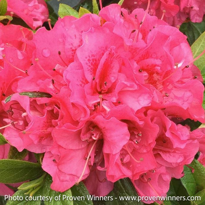 #3 Azalea x PW Perfecto Mundo 'Double Dark Pink'/ Repeat