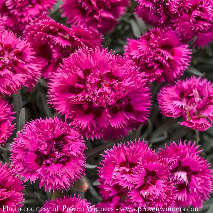 #1 Dianthus x PW Fruit Punch 'Spiked Punch'/ Fuchsia Pinks