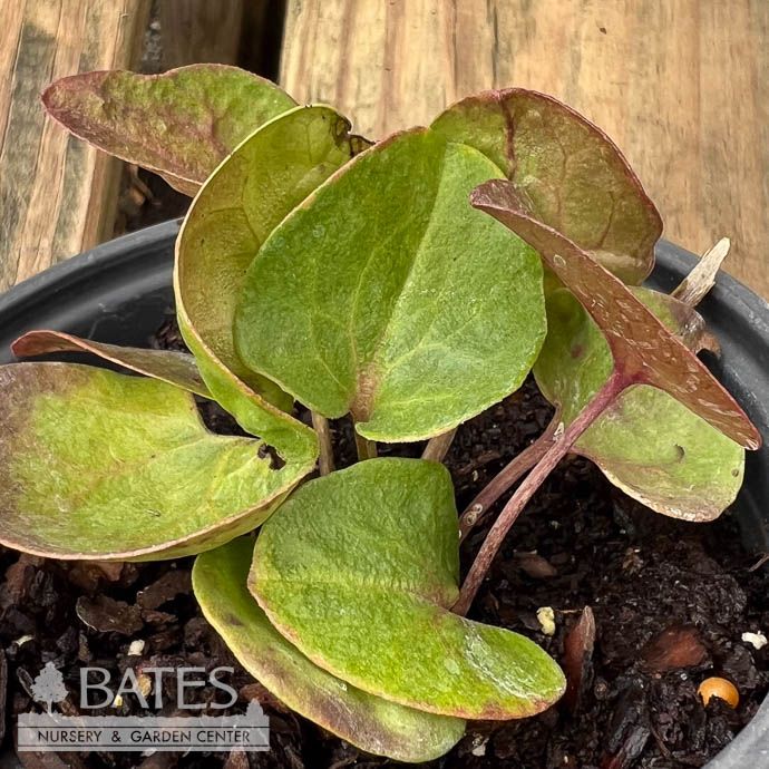 QP Asarum (Hexastylis) arifolium/ Heartleaf, Arrowhead Ginger Native (TN)