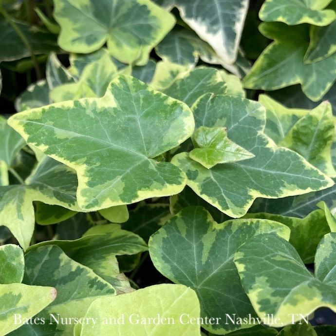 6p! Ivy Variegated Ivy - Gold /Tropical