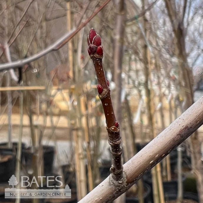 #10 Acer x free Matador/ Maple