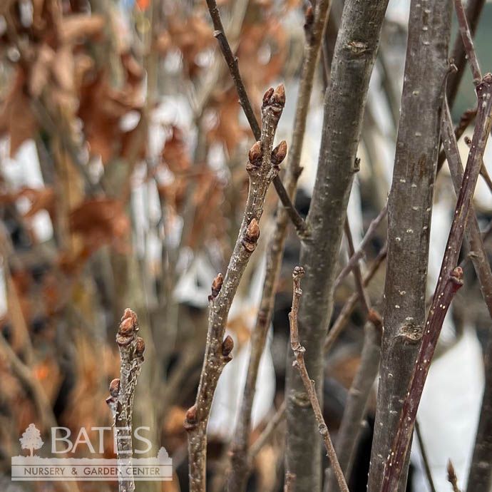 #30 Quercus x bimundrum Skinny Genes/ Columnar Oak