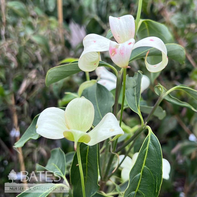 #5 Cornus florida x kousa Constellation/ White Flowering Dogwood