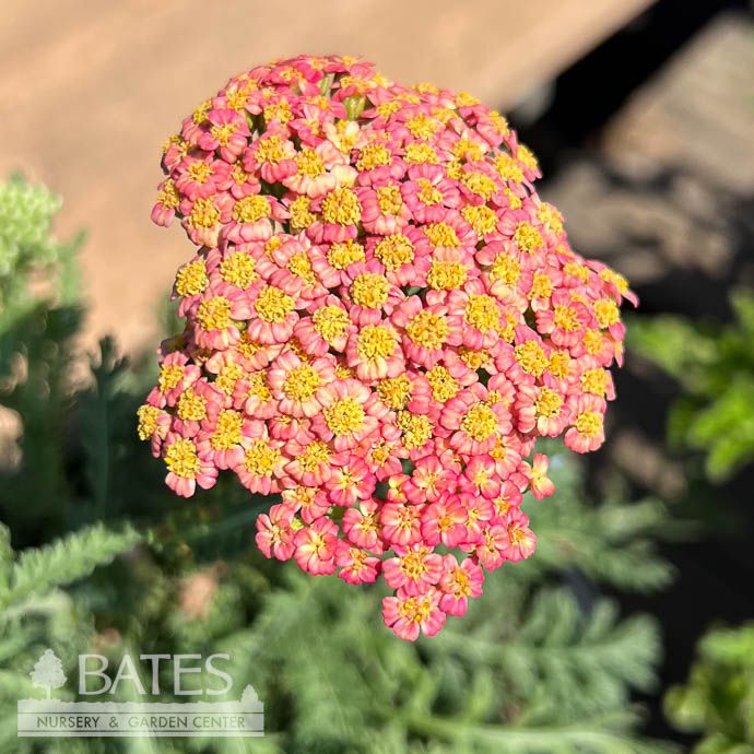 #1 Achillea x PW Firefly Peach Sky/ Yarrow