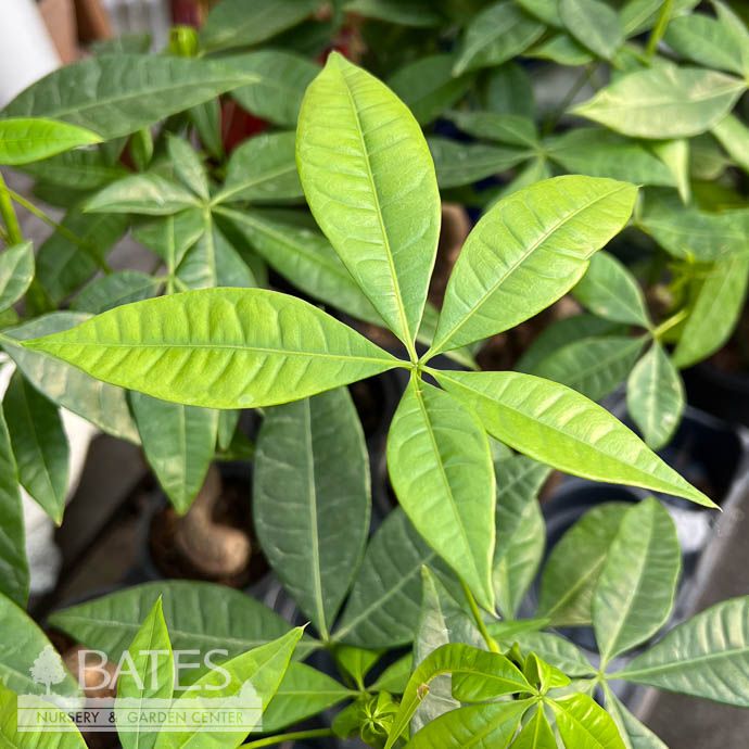 4p! Pachira Suessy Money Tree /Tropical