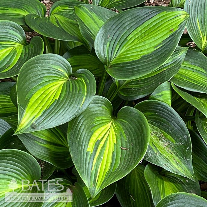 Perennial Plants | Bates Nursery and Garden Center | Nashville, TN