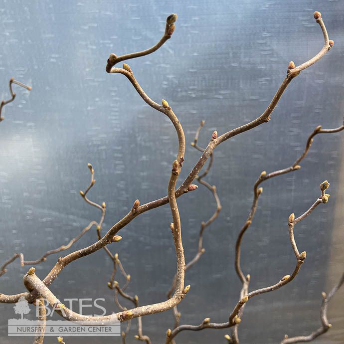 #3 Corylus av Contorta/ Harry Lauder's Walking Stick, Contorted Filbert