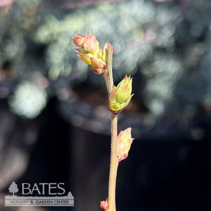 Edible #1 Vaccinium cory Mini Blues/ Northern Highbush Blueberry Native ...
