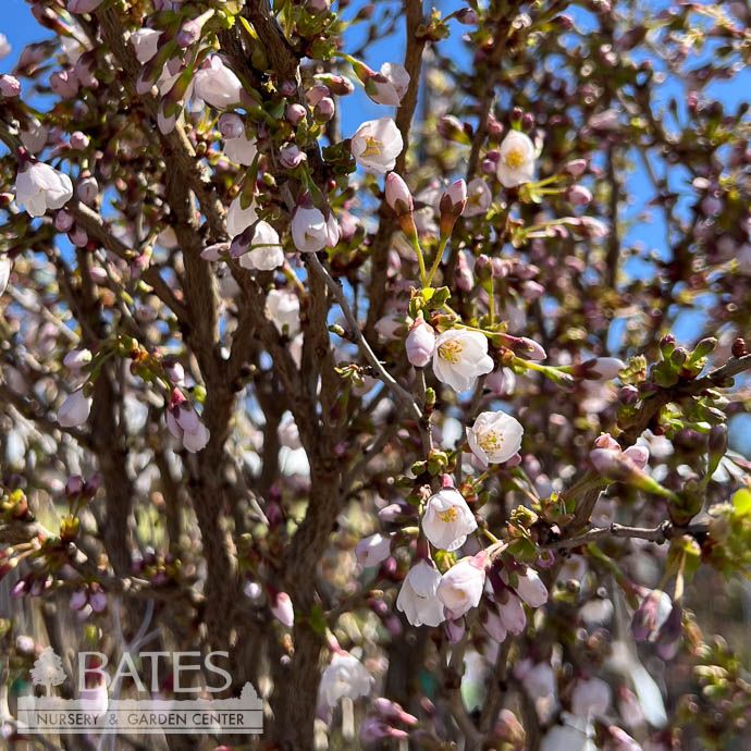Topiary 36" Graft Patio Tree #7 Prunus incisa Little Twist/ White ...