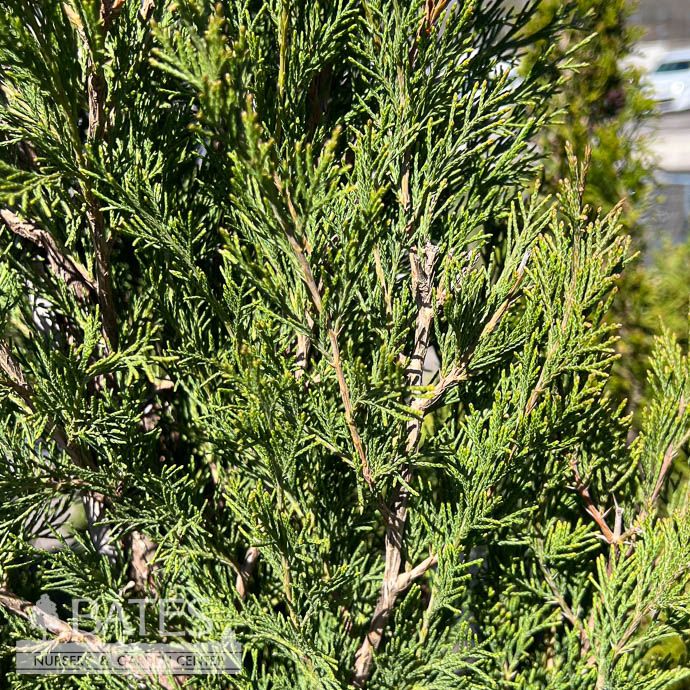 #6 Juniperus virg Emerald Feather/ Eastern Red Cedar Native (TN)