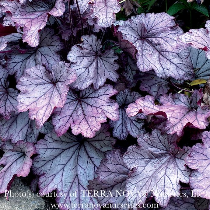 #1 Heuchera x Spellbound/ Coral Bells