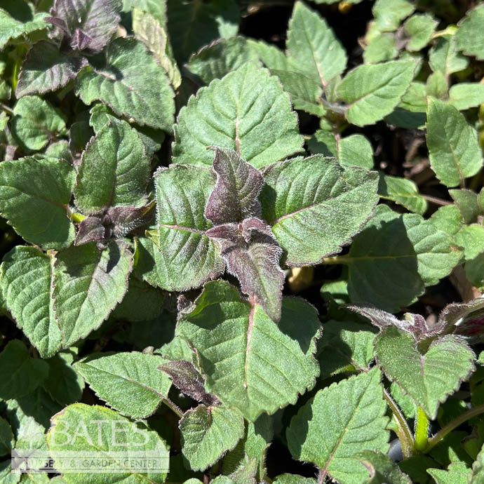 #1 Monarda x Judith's Fancy Fuchsia AB/ Beebalm