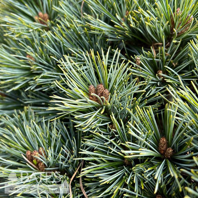 #3 Pinus koraiensis Blue Ball/ Dwarf Korean Pine
