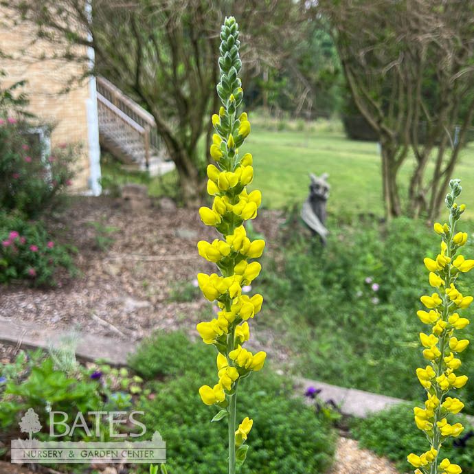 #1 Thermopsis villosa (caroliniana)/ Carolina Lupine Native (TN)