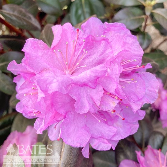 #2 Rhododendron x 'P.J.M.' NO WARRANTY