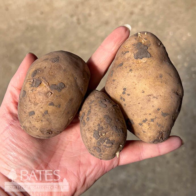 Bulb Potato Russet Burbank 6/Pk
