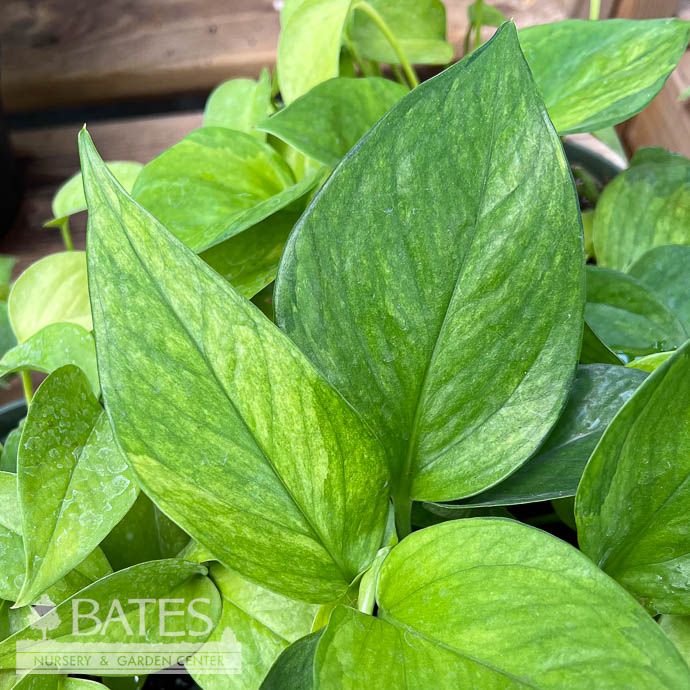 6p! Pothos Epi Lemon Top /Devil's Ivy /Tropical