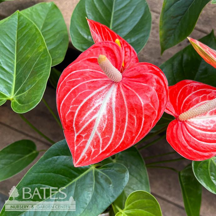 6p! Anthurium Livium Dutch Varieties /Tropical