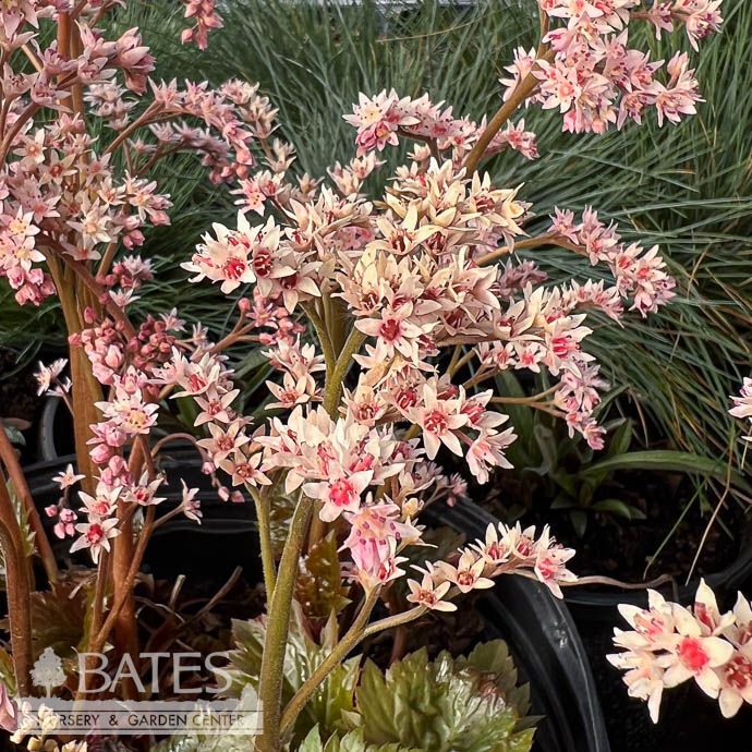 #2 Oredenia x Fusion of Fire/ Pink