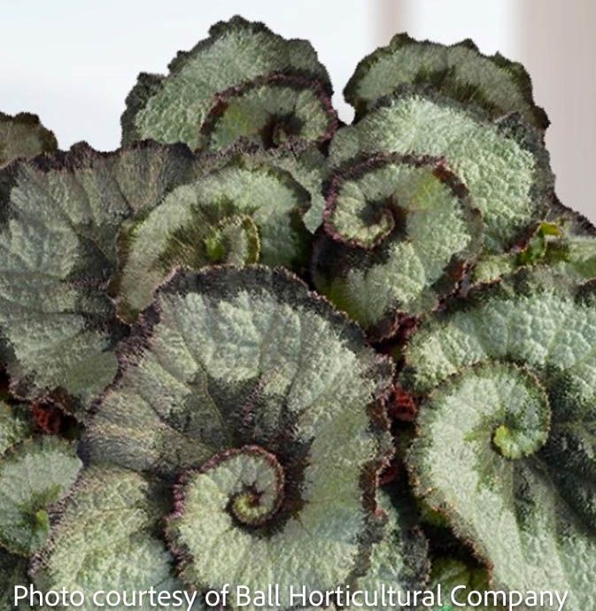 5p! Begonia Escargot Begonia /Tropical