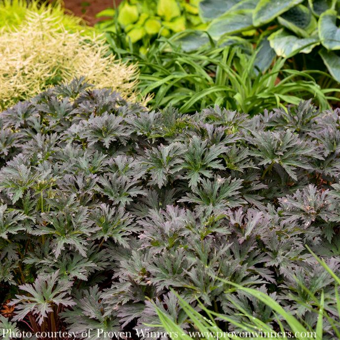 #1 Geranium pratense PW Boom Chocolatta/Cranesbill Dark Leaf