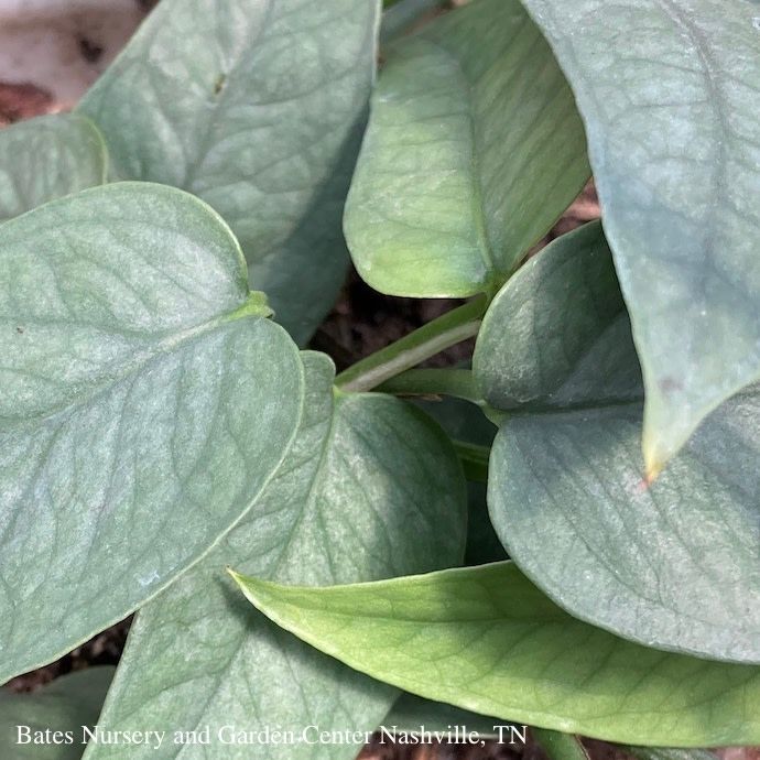 6hb! Pothos Cebu Blue Hanging Basket /Devil's Ivy /Tropical