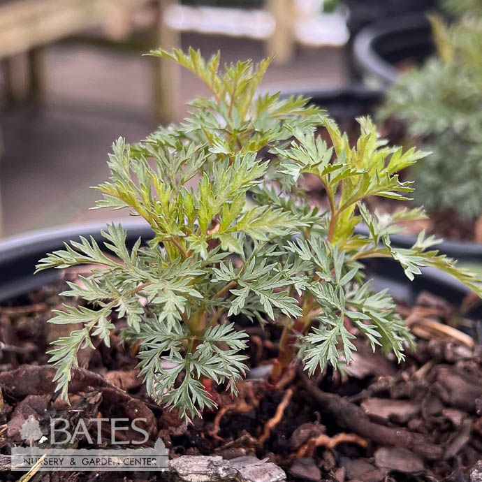 #1 Gillenia stipulata (Porteranthus stipulatus) AB/ American Ipecac ...