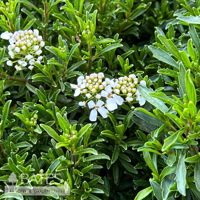 #1 Iberis x Summer Snowdrift/ White Candytuft