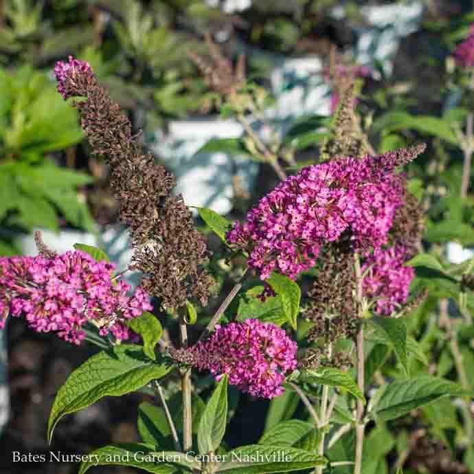 #2s Buddleia x PW Miss Ruby/ Pink Butterfly Bush