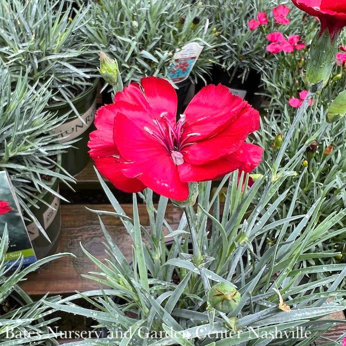 #1 Dianthus American Pie 'Cherry Pie'/ Red