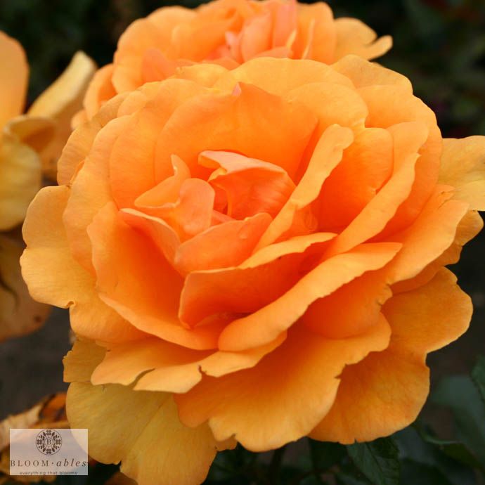 Shrubs | Bates Nursery and Garden Center | Nashville, TN