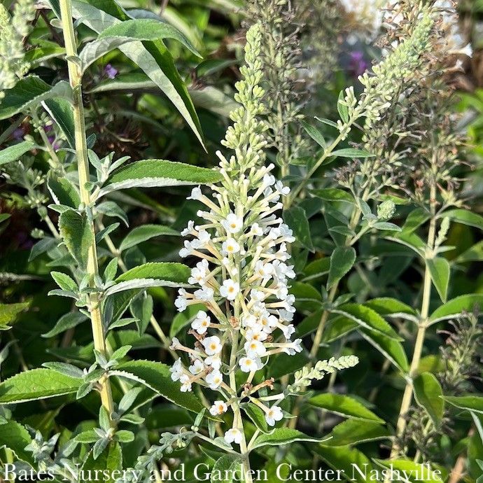 #3 Buddleia Vanilla Treat/ White Butterfly Bush