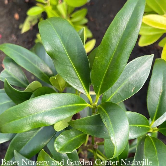 #3 Illicium x Orion/ Anise, Star Flower