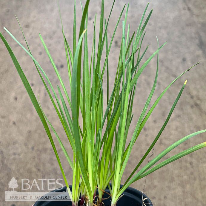 #1 Allium cernuum AB/ Nodding Onion Native (TN)
