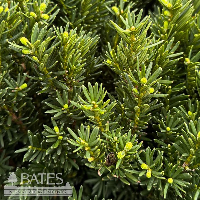 #6 Taxus x media PW Stonehenge Dark Druid / Yew