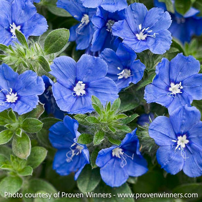 #1 Evolvulus x Blue My Mind/ Dwarf Morning Glory