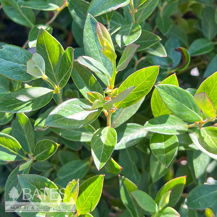 Edible #3 Vaccinium cory SL Hello Darlin/ Hybrid Blueberry Native (TN)