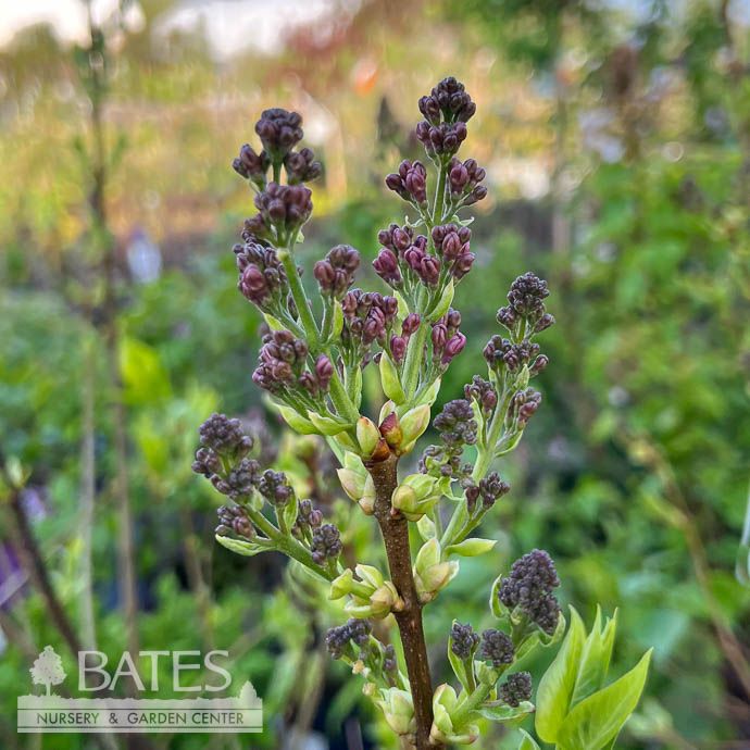 #5 Syringa Lavender Lady/ Lilac