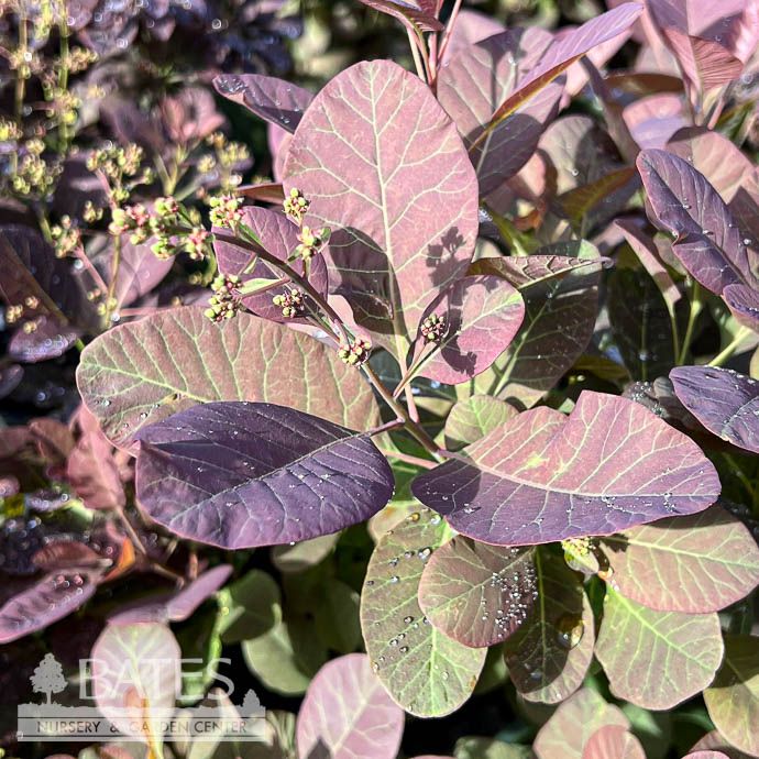 #2 Cotinus x Grace/ Smoketree