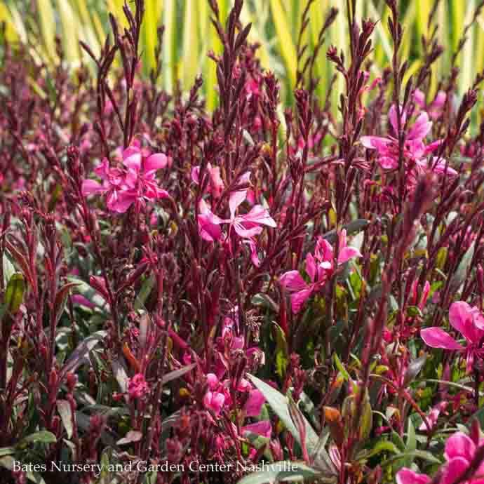 #1 Gaura lin Steffi 'Dark Rose'