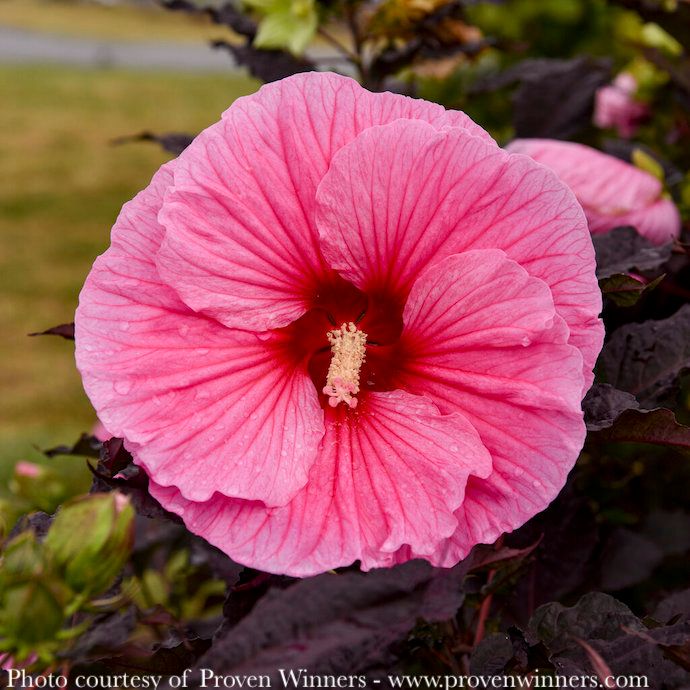 #1 Hibiscus x PW Summerific 'Edge Of Night'/ Pink Hardy
